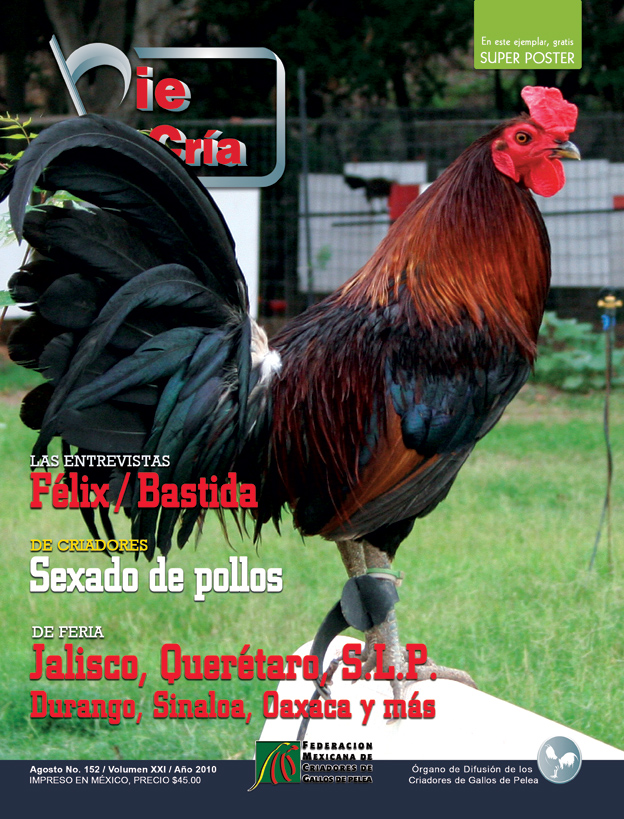 Jungando gallos puros | Thunderbird Hatch