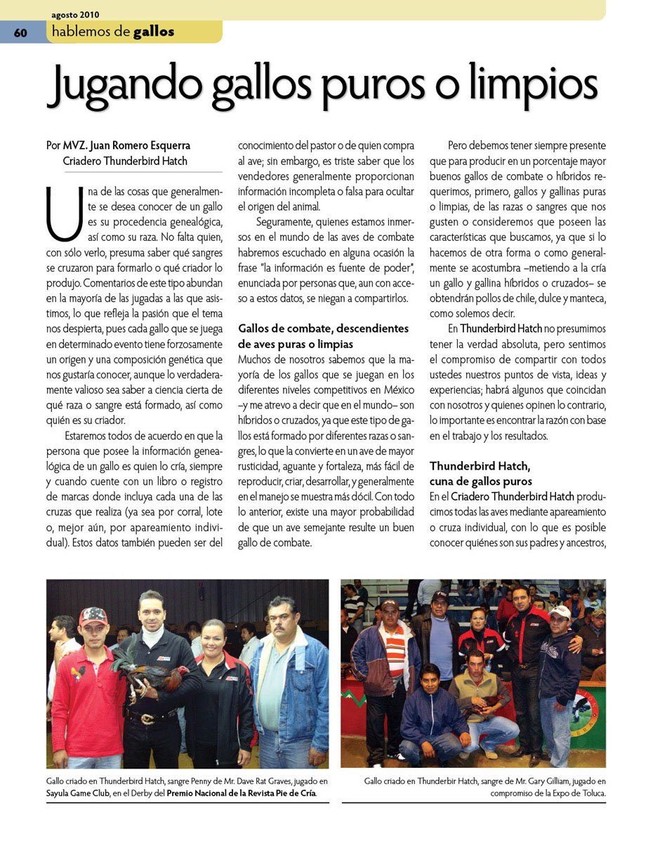 Jungando gallos puros | Thunderbird Hatch